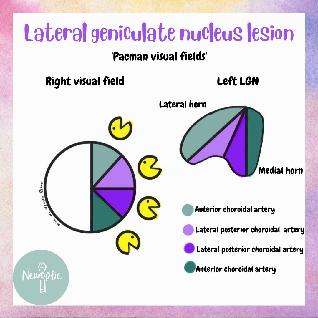 Lateral Geniculate Visual Field