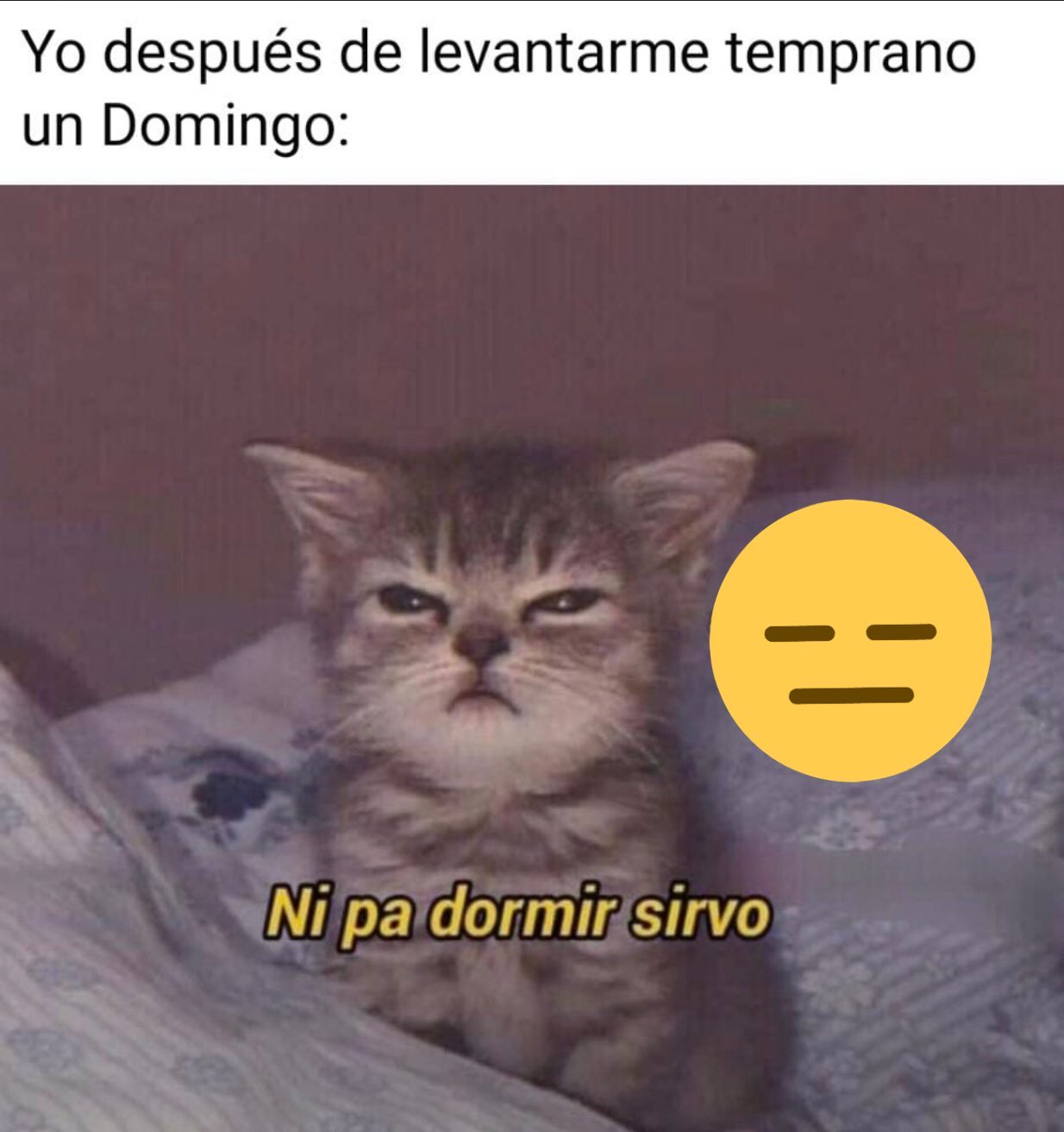 Feliz Domingo Meme Domingo GIFs | Tenor
