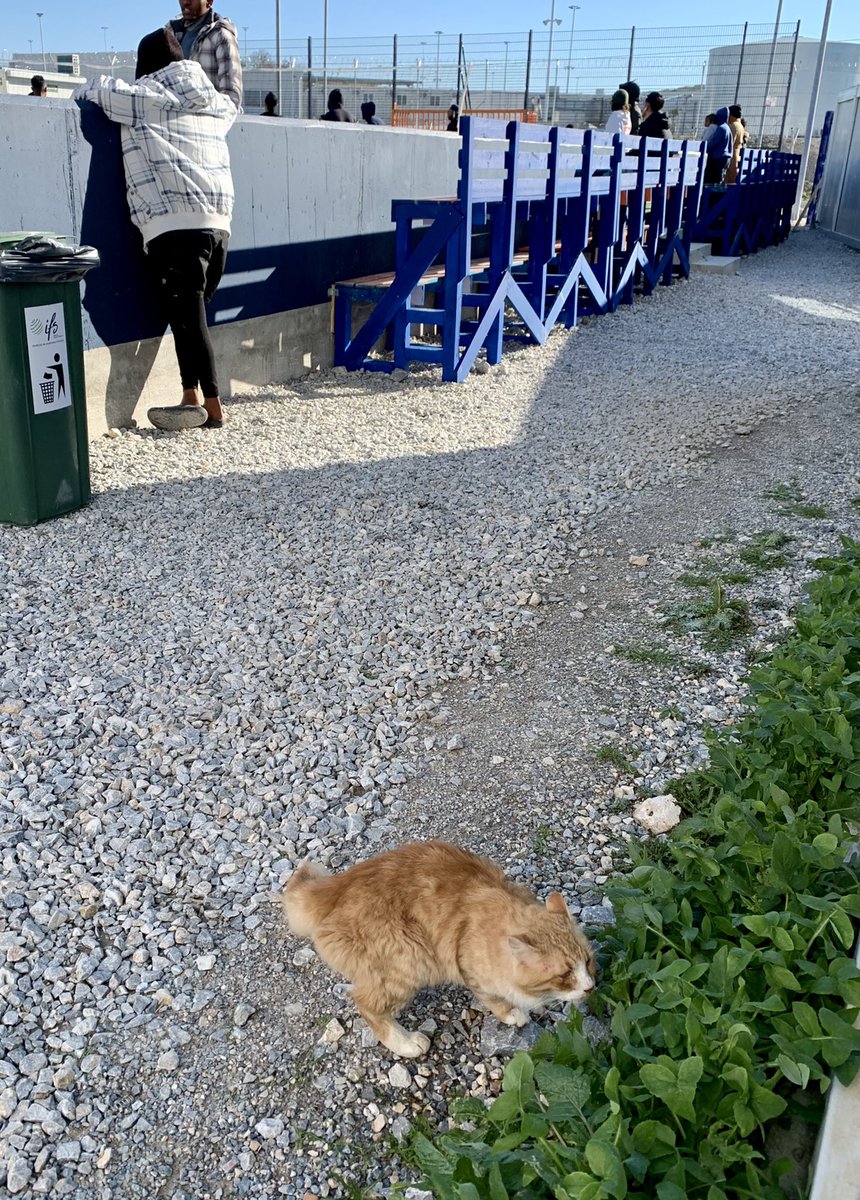 I think I’ve spotted Fatima’s cat at the new closed camp 4 months after ...