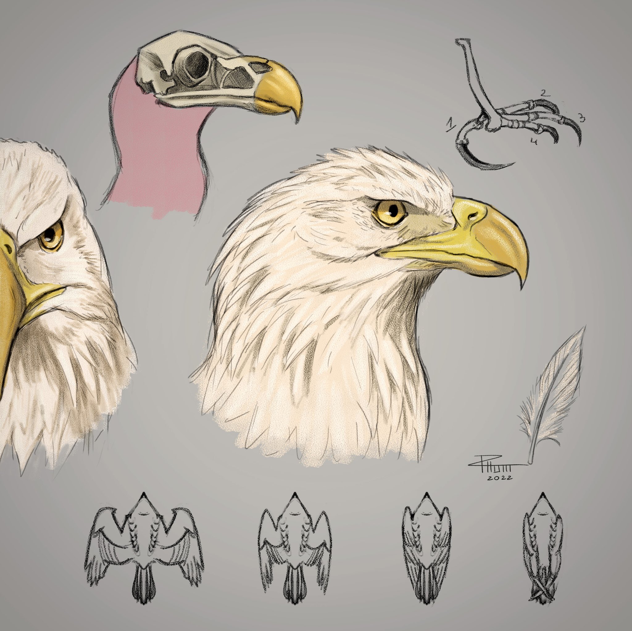 Golden Eagle Anatomy
