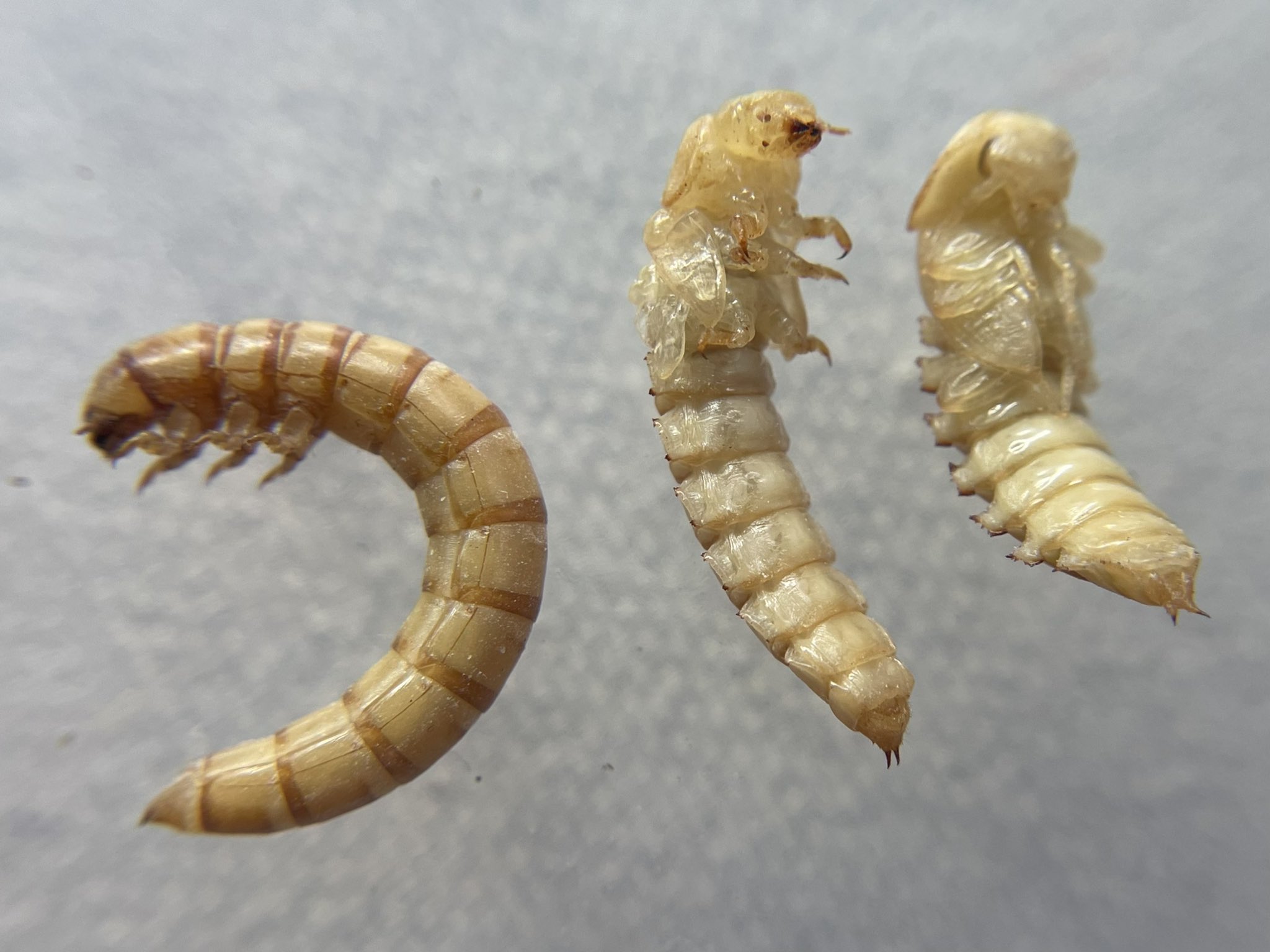 Mealworm Pupa