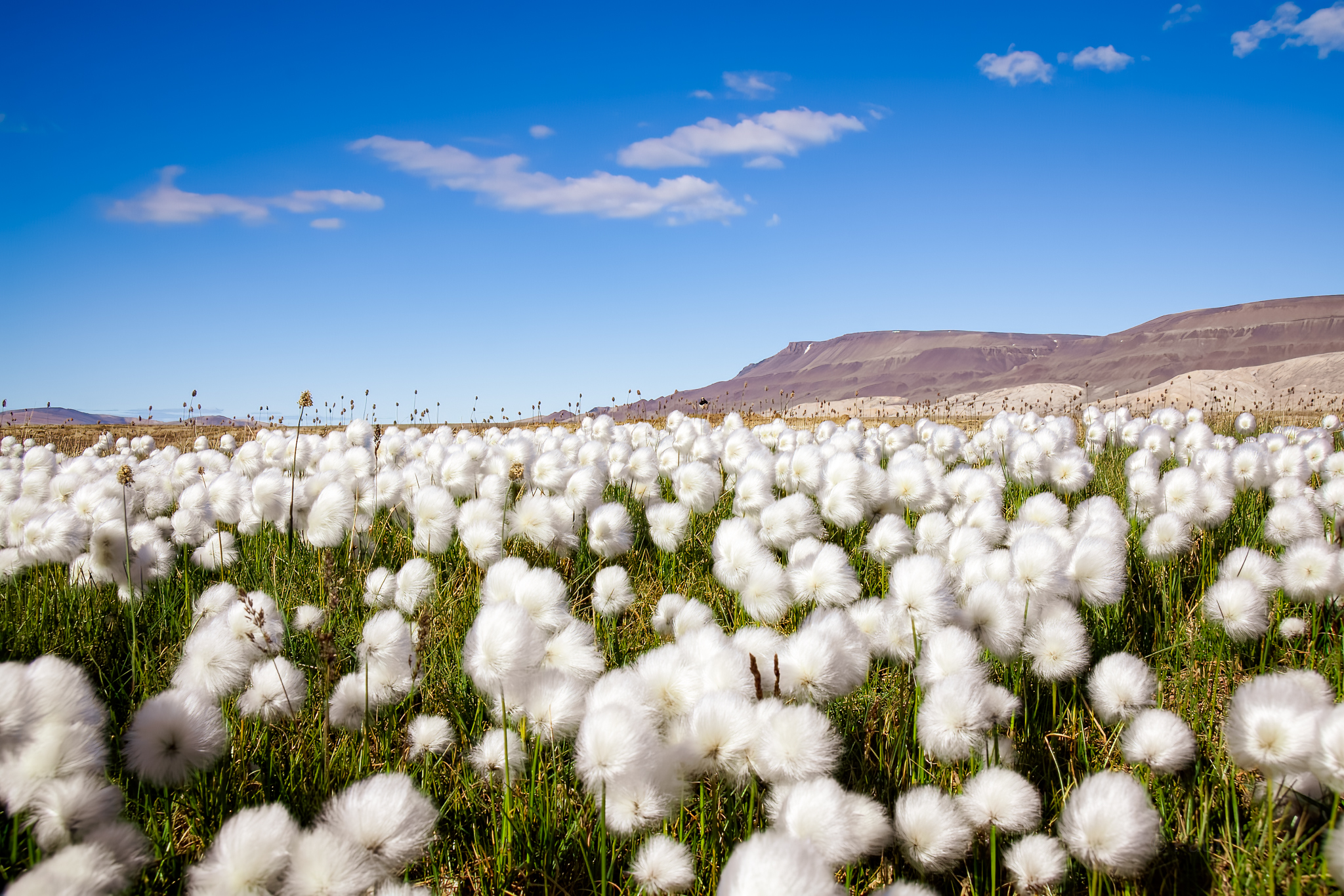 Cotton Grass Arctic