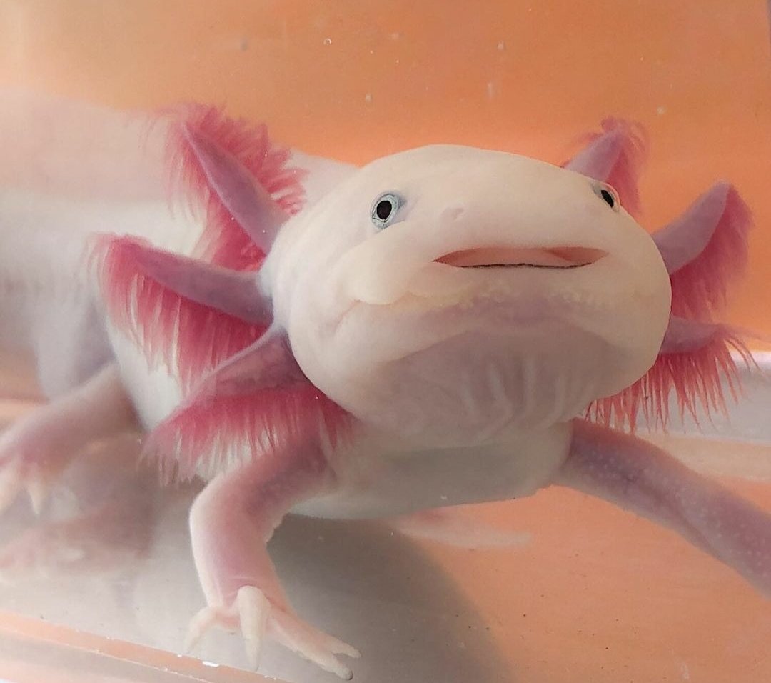Harlequin Axolotl