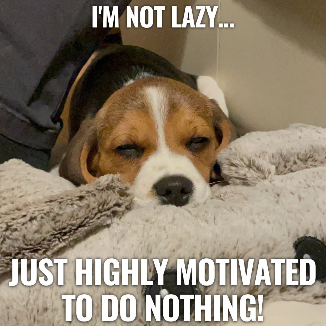 Are Beagle Puppies Lazy