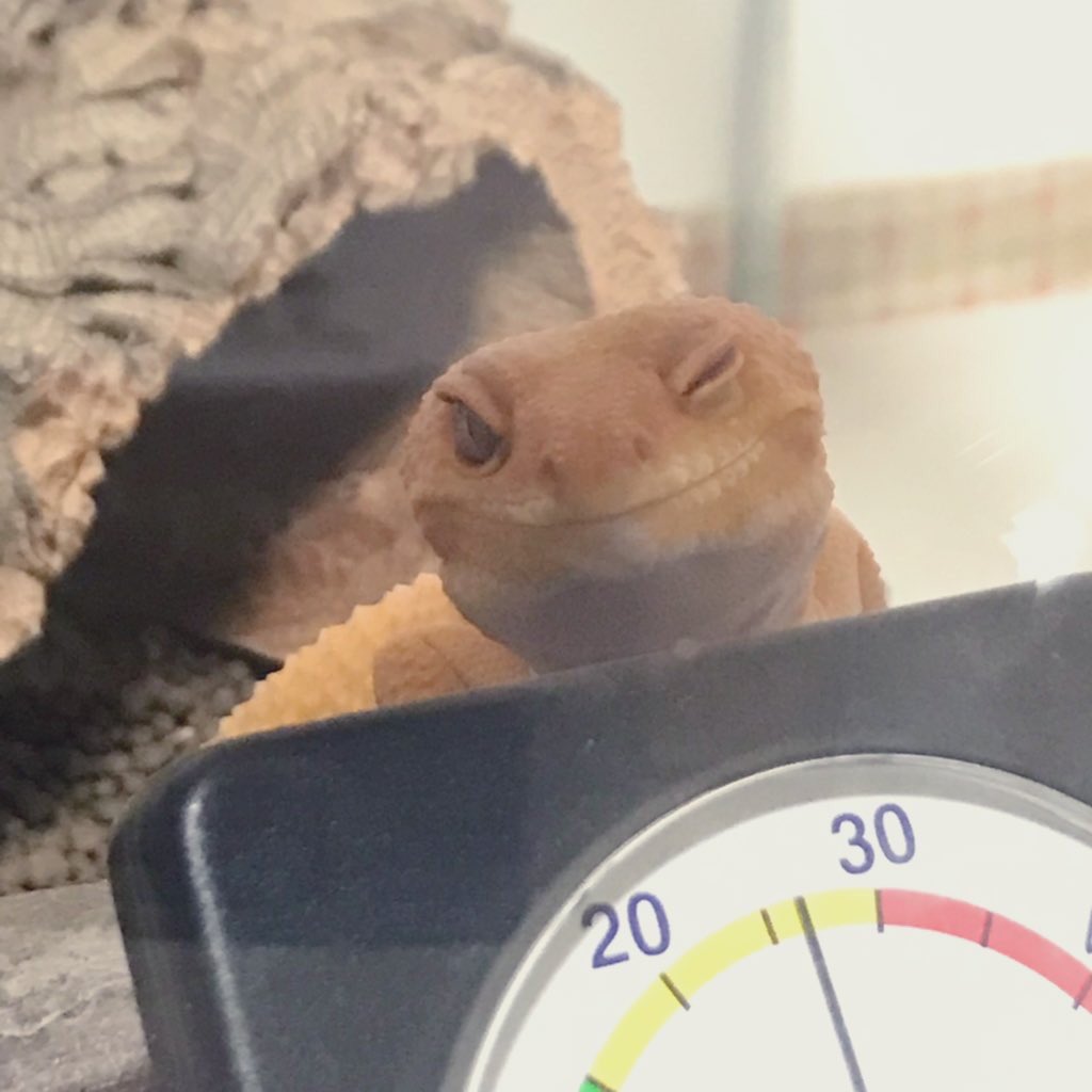 いろ (@iroiro__1010) | Twitter