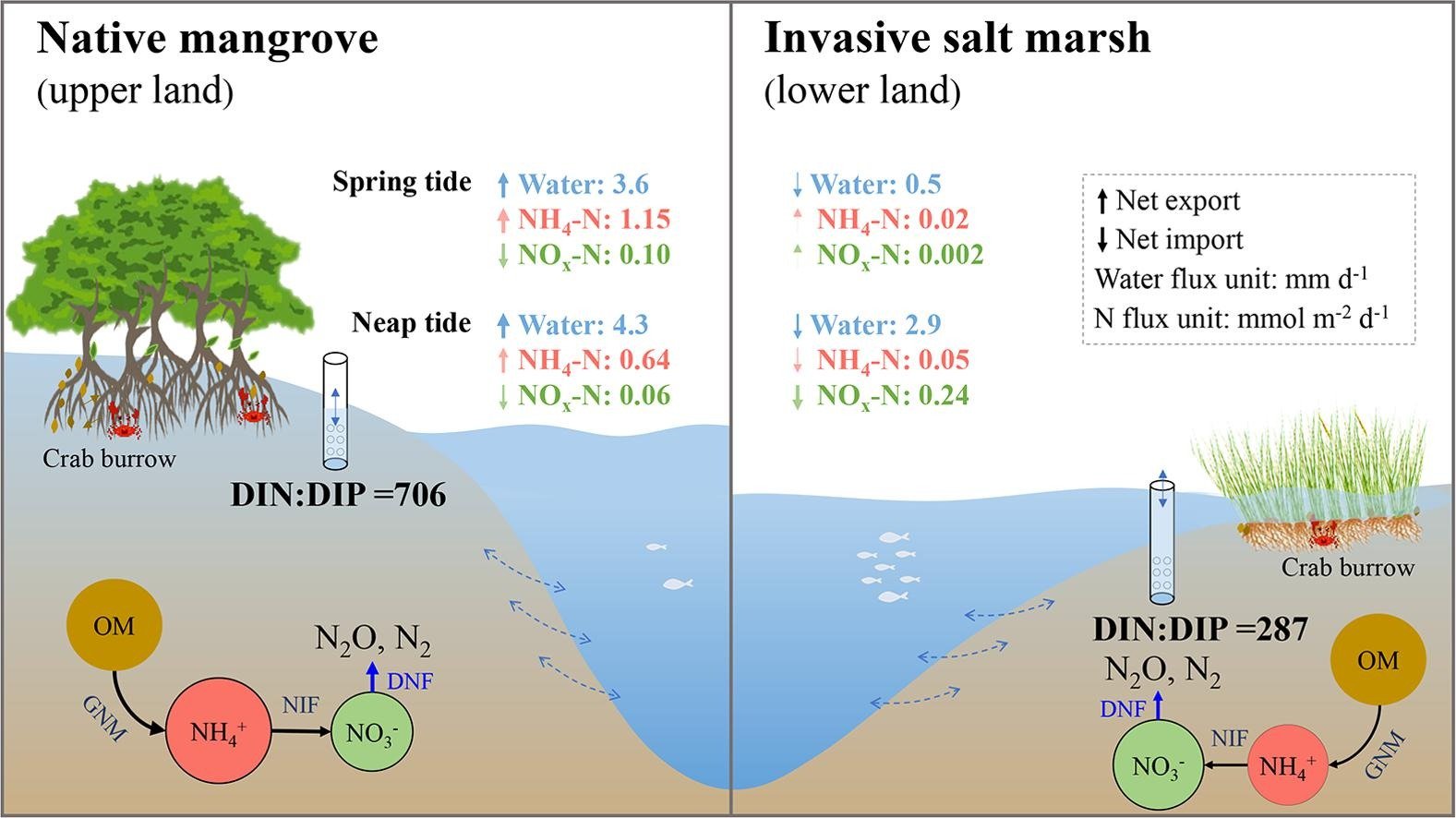 Mangroves Diagram