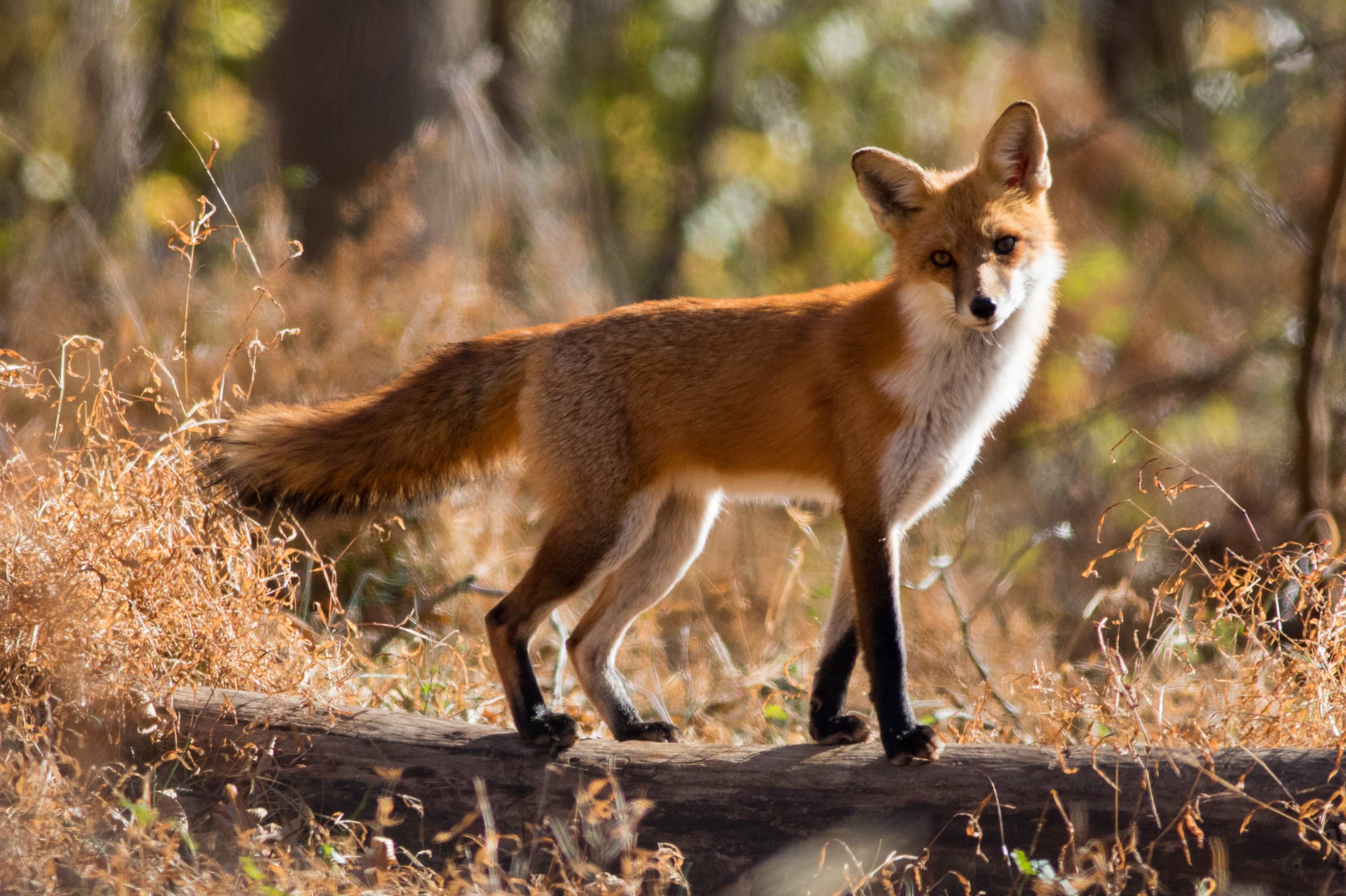 Temperate Rainforest Fox