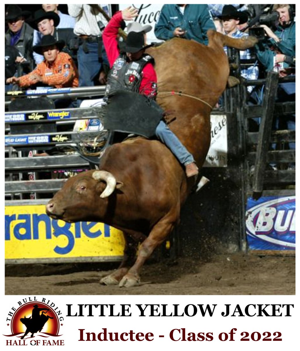 Yellow Jacket Bull