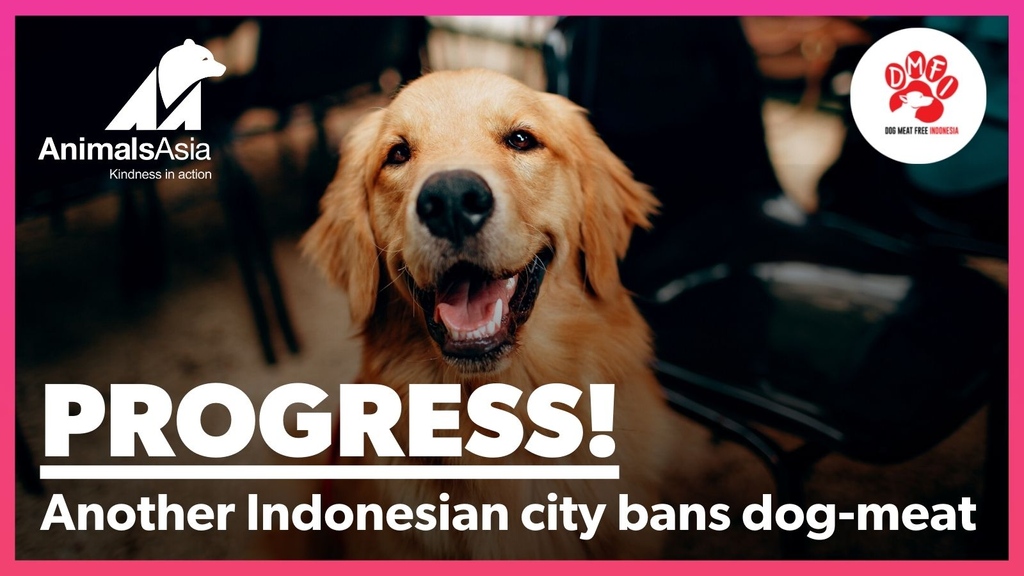 Can You Bring Your Dog To Indonesia