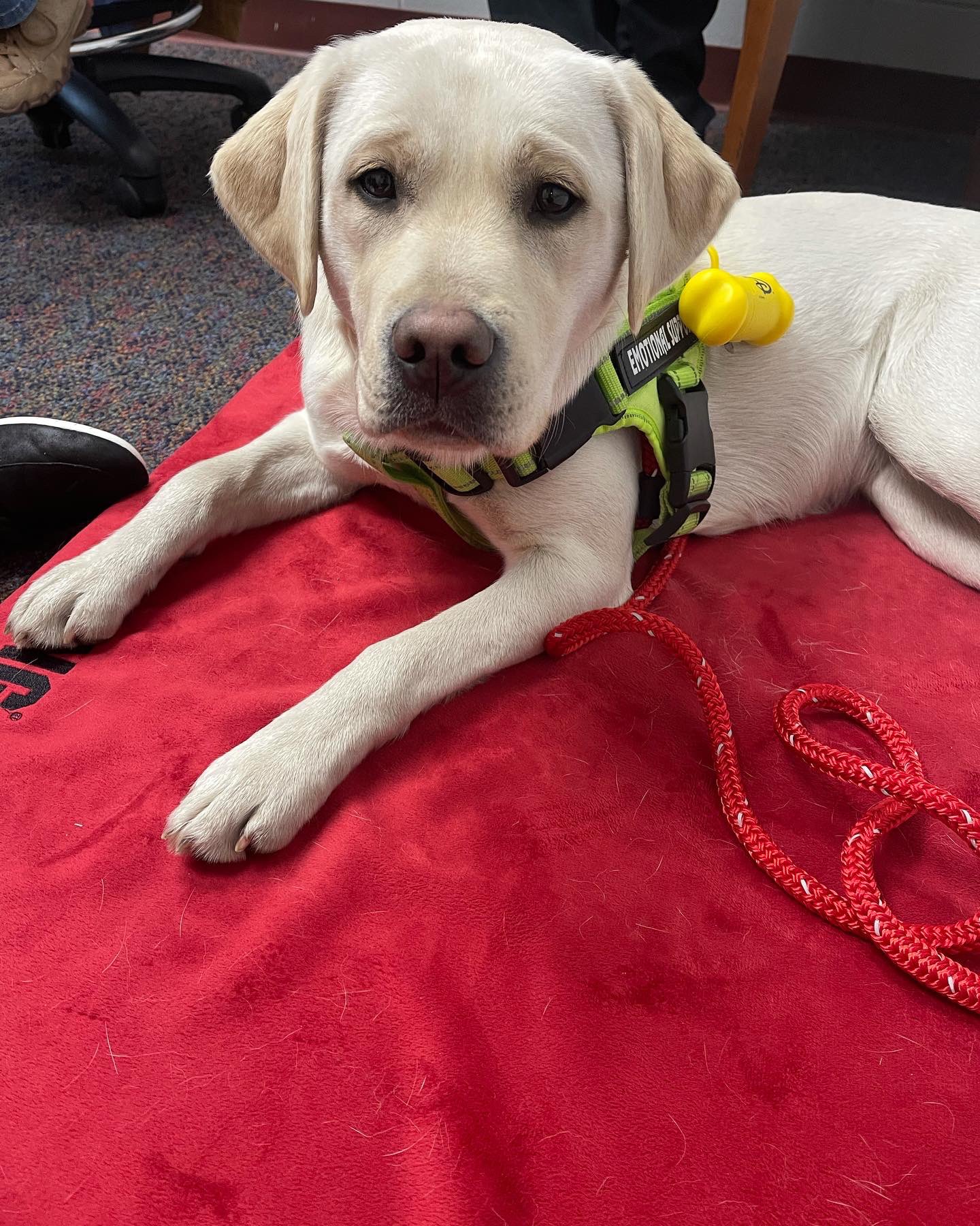 Do Labrador Tails Curl