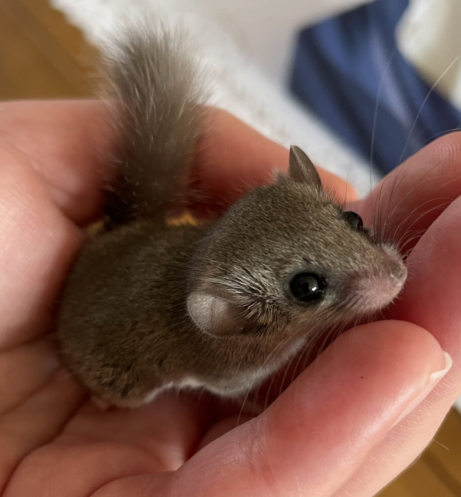African Pygmy Squirrel Size