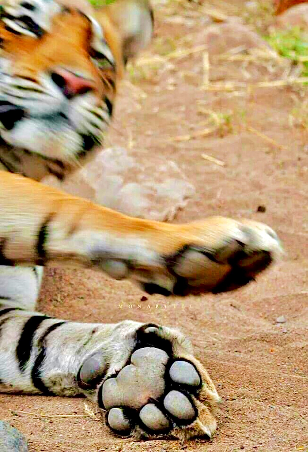 Real Tiger Paw