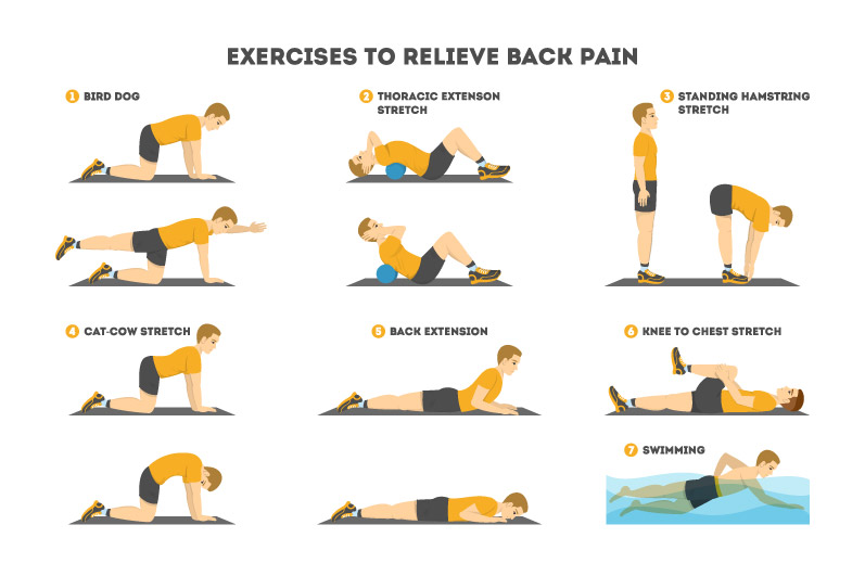 What Is A Bird Dog Stretch