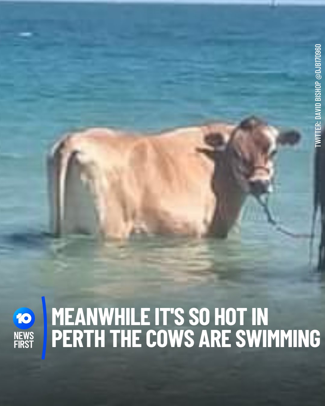 Hot Perth Memes Perth Chinese Restaurant Adds Bad Reviews To Hilarious