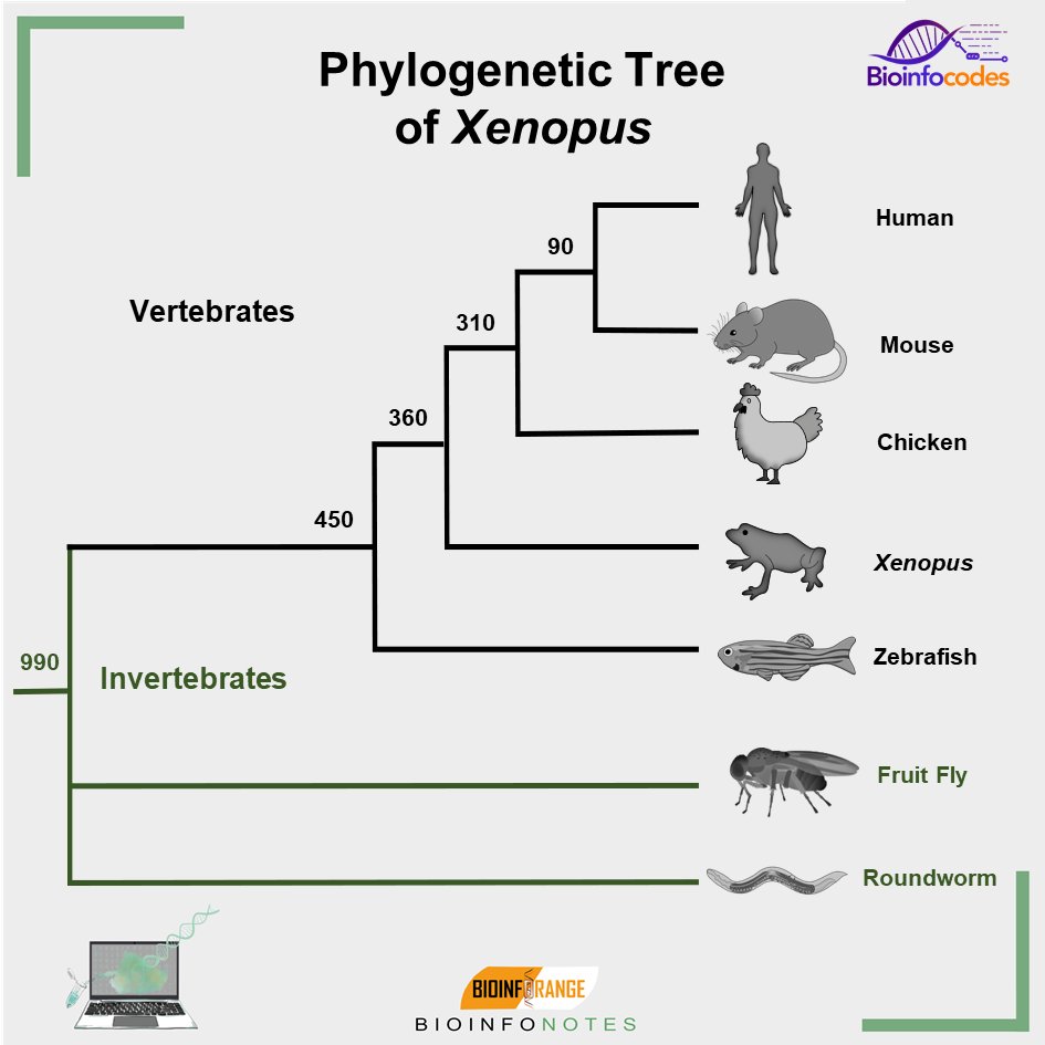 Phylogenetic Tree Of Humans