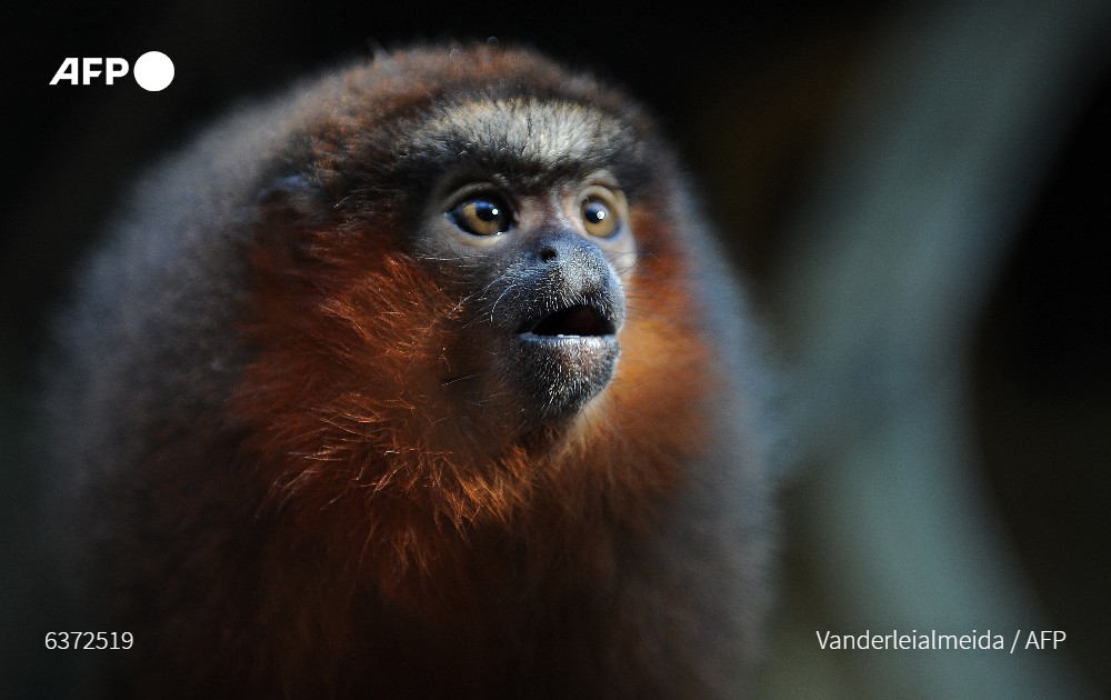 Seis especies de primates que habitan en América Latina están entre las ...
