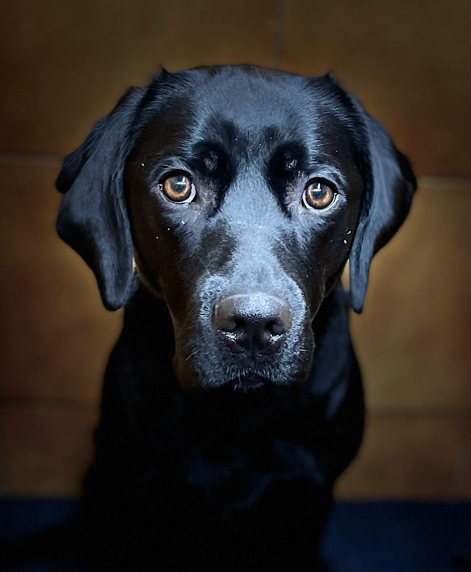 Black Lab Blue Eyes