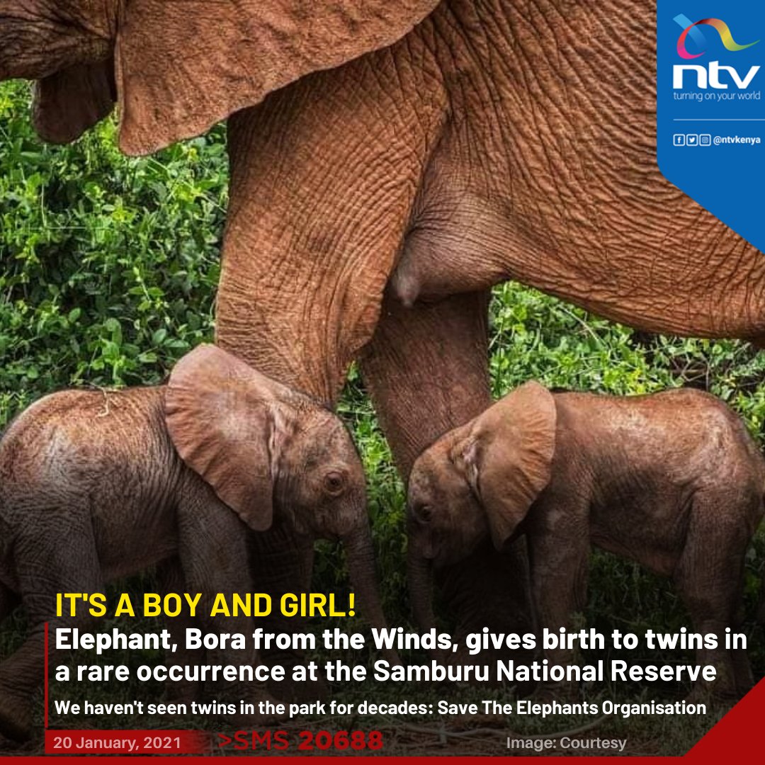 Elephants Giving Birth