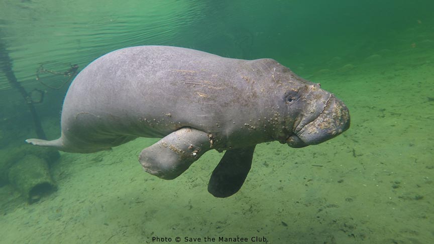 Save The Manatee Signs