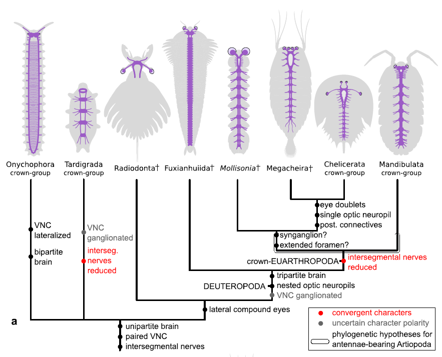 Phylum Arthropoda Tree