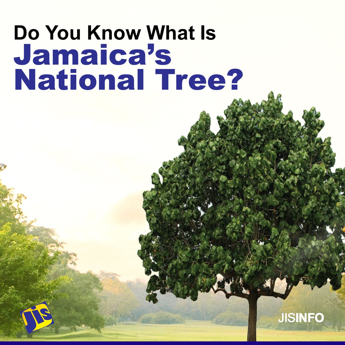 Jamaican National Tree