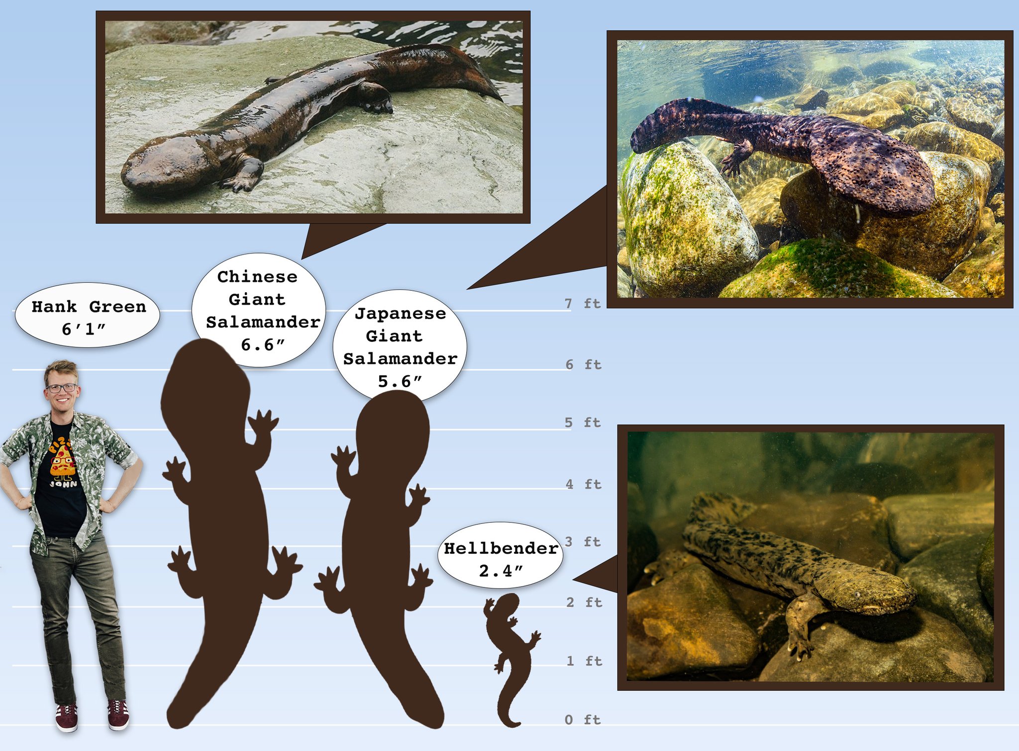 Giant Japanese Salamander