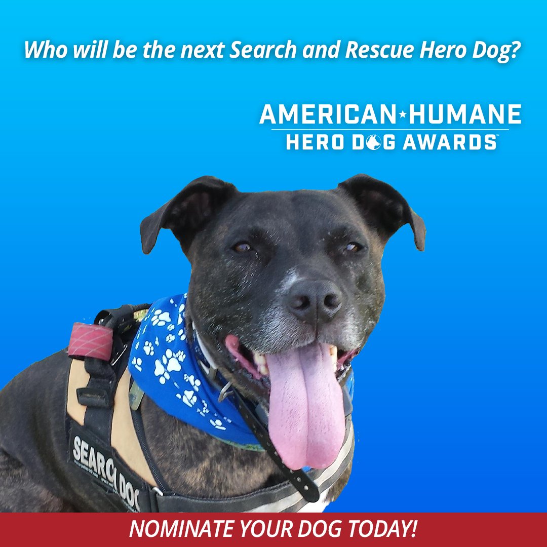 What Happens At The Hero Dog Awards