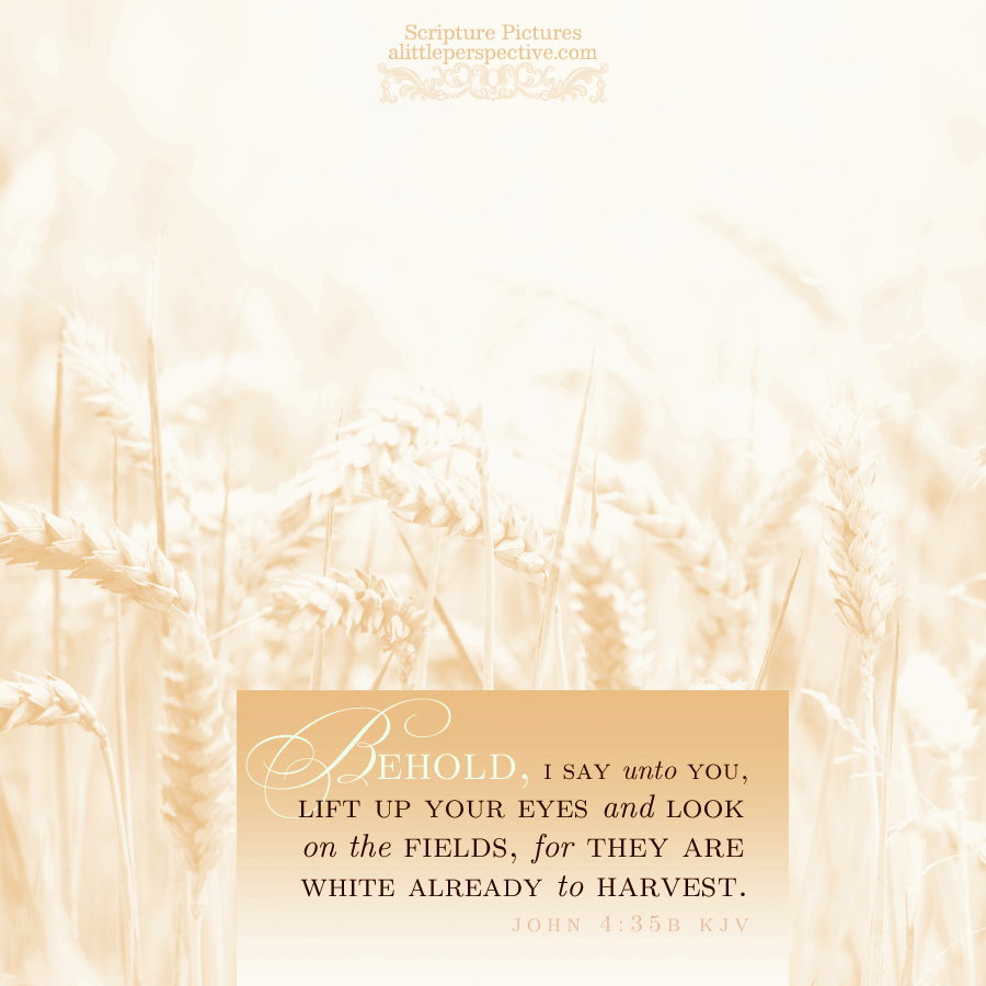 The Harvest Is White In The Bible