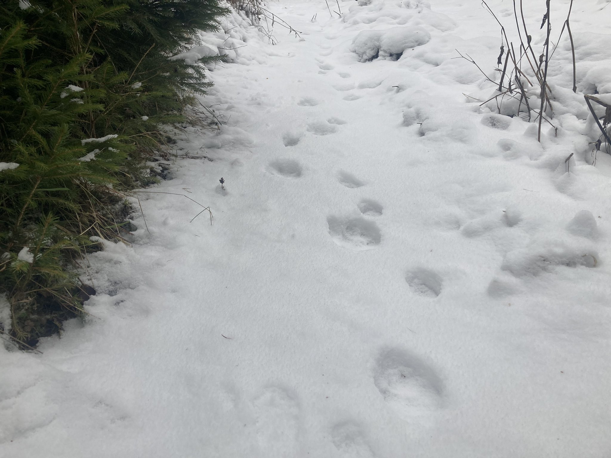 Lynx Tracks In Snow