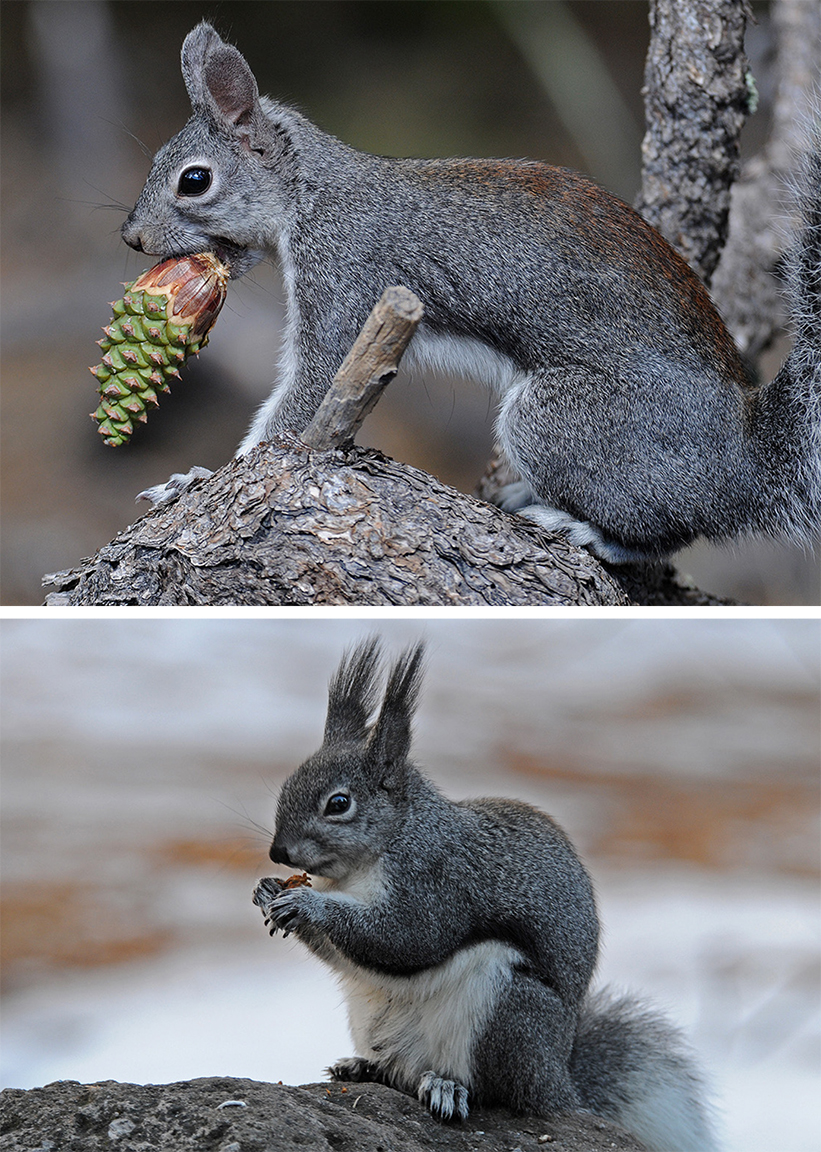Long Eared Squirrel