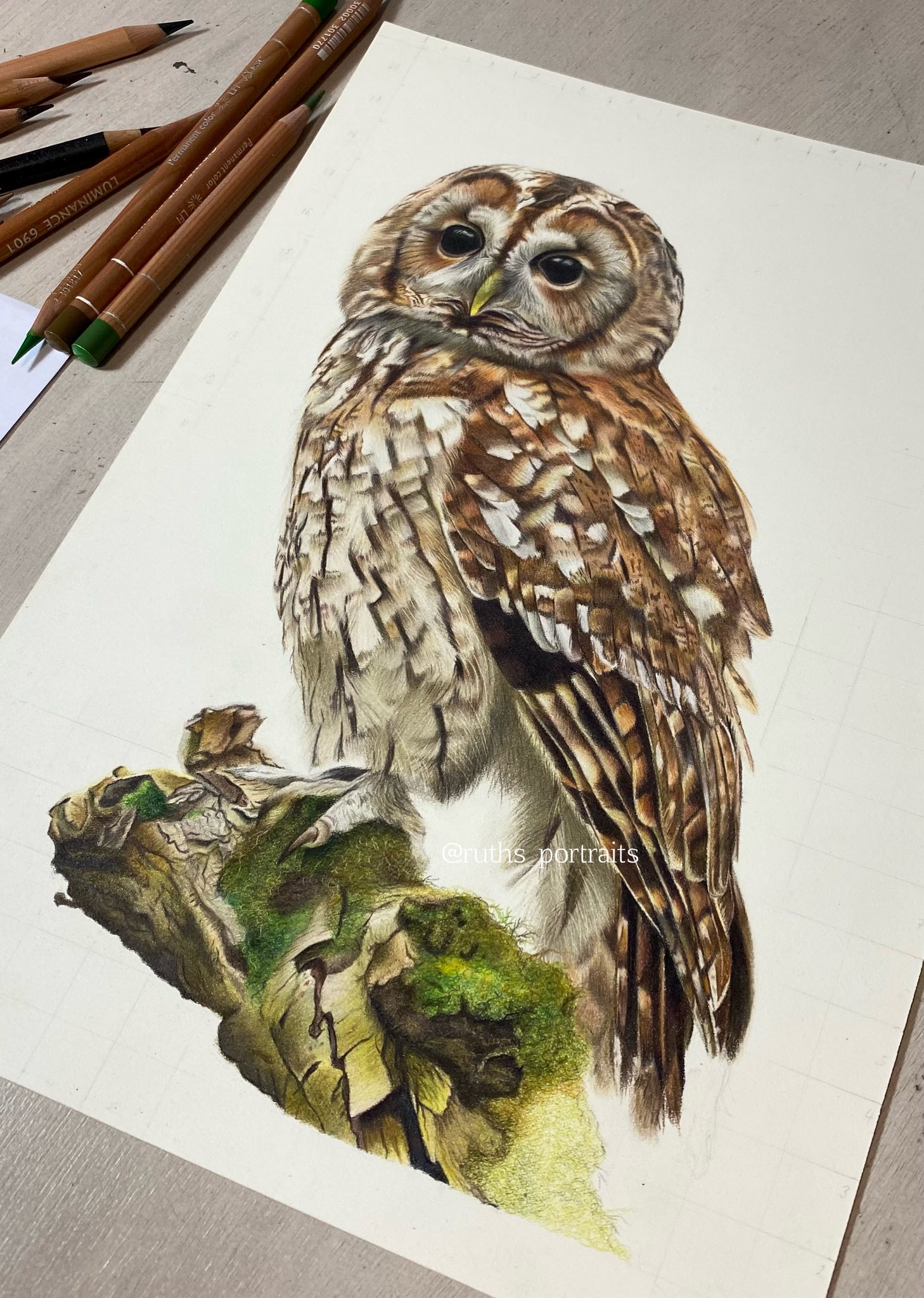Barn Owl Drawing In Color