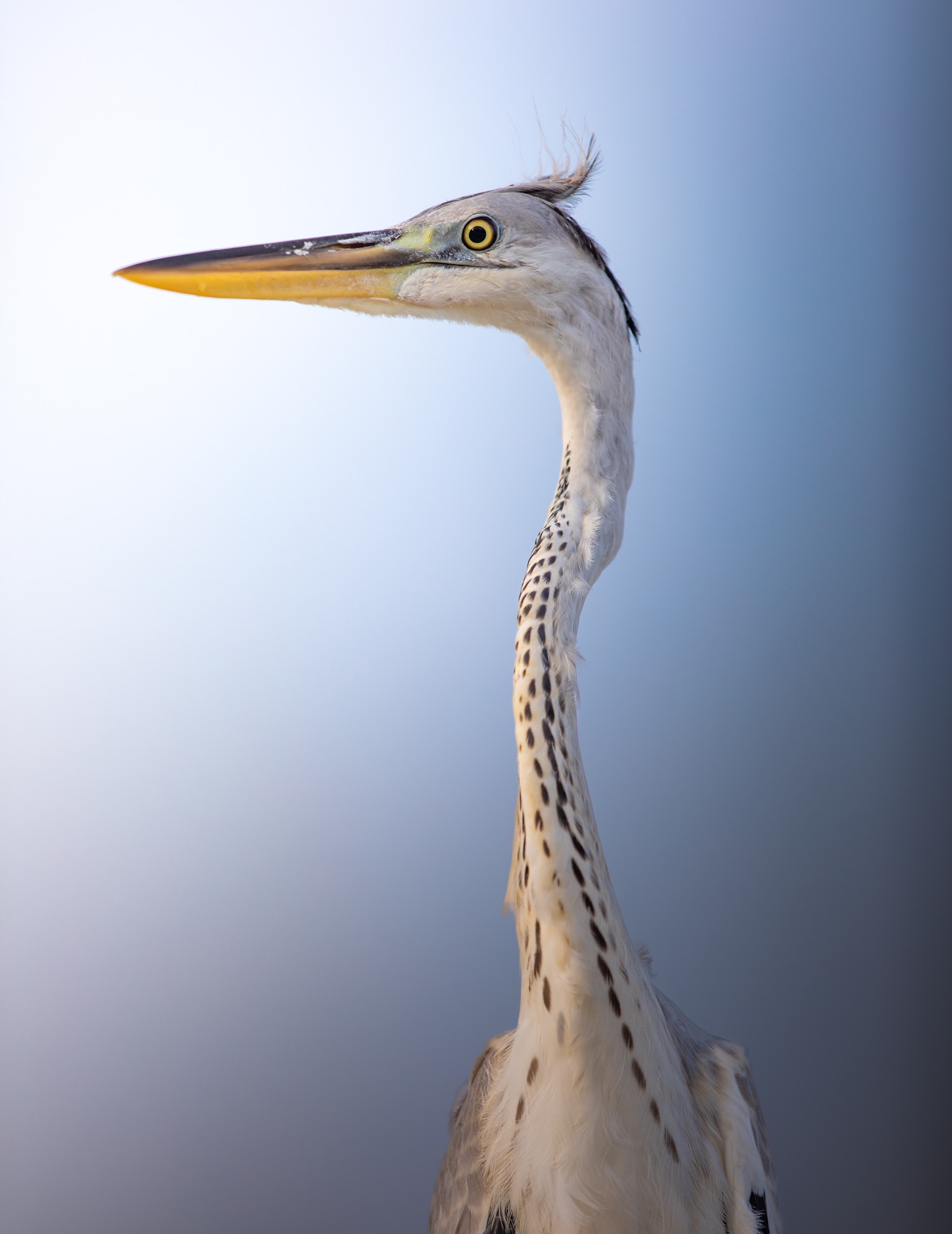 Maldives Wildlife Birds