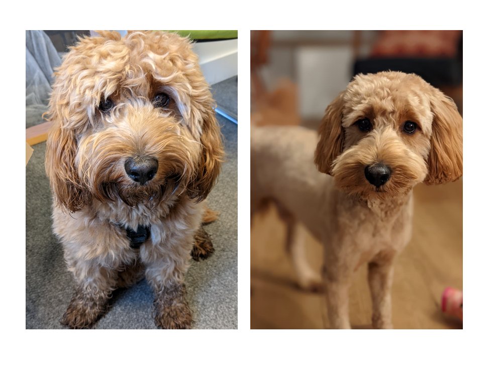 Cockapoo Haircut Before And After