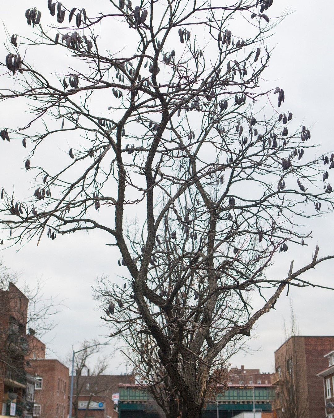 Identify Tree By Seed Pod In Winter Exploring Mature Seed Pods On A