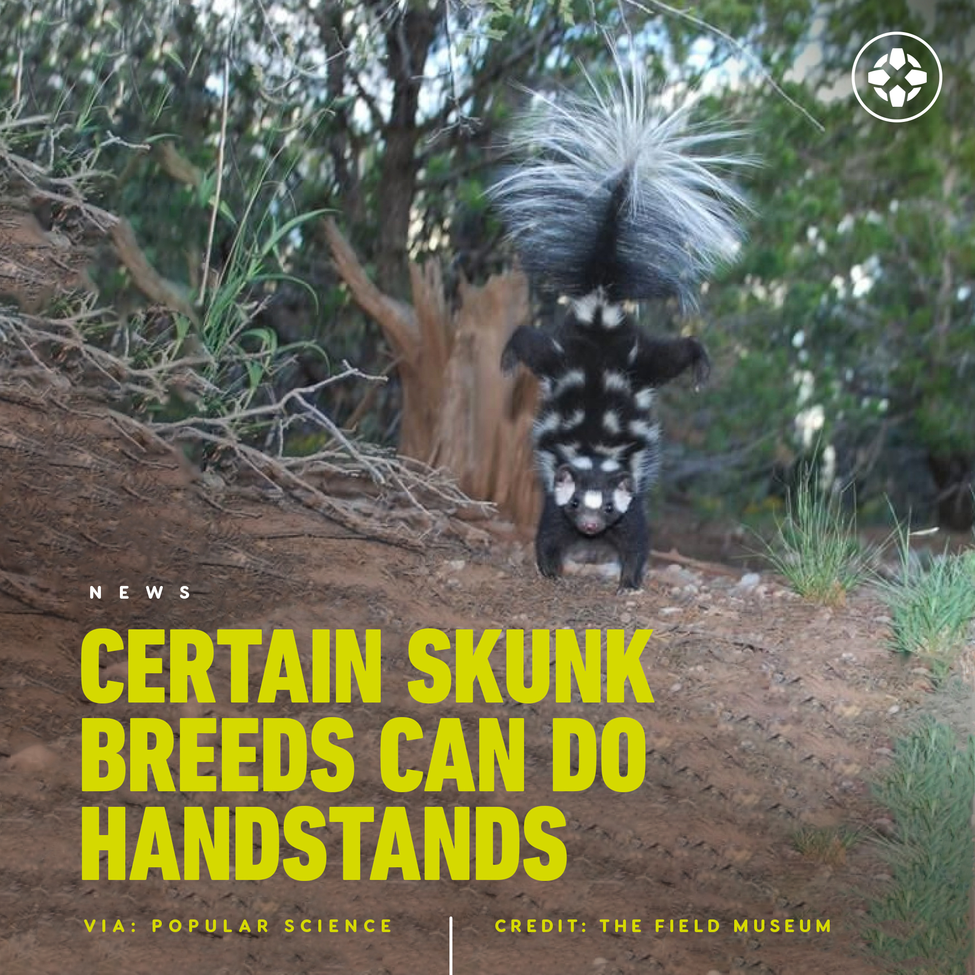 Skunk Spraying Handstand