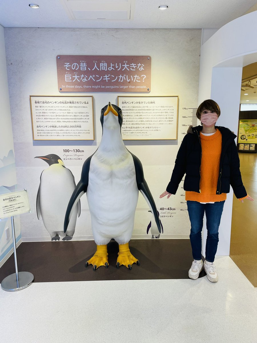 ニュージーランドで巨大ペンギンの化石が発見、身長170センチ体重150キロとゴリラに匹敵 [668970678]