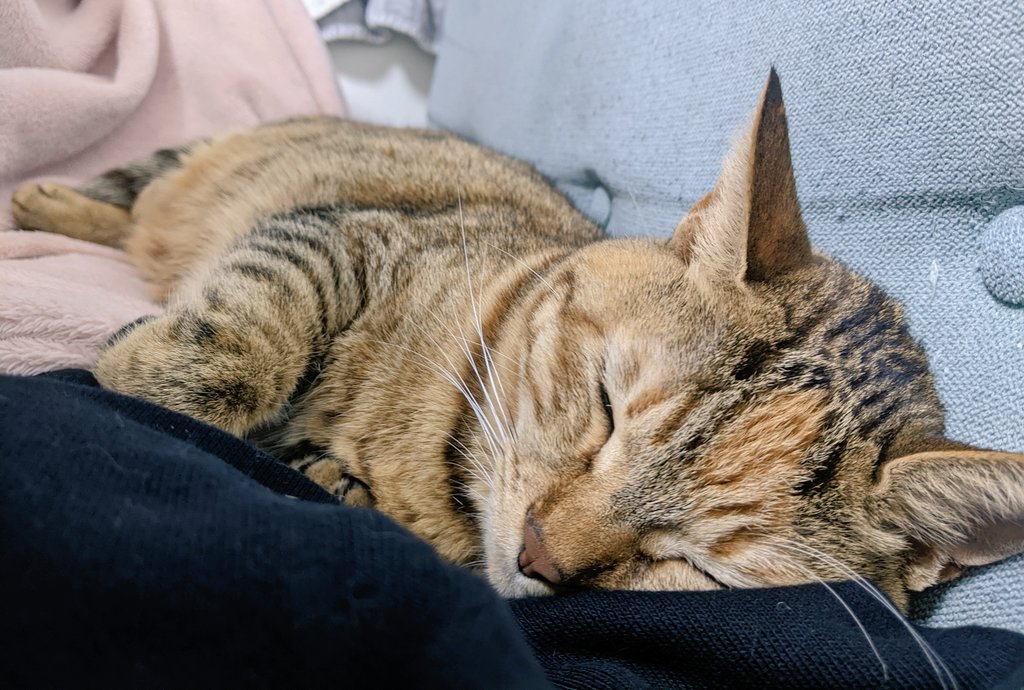 帰ってきてからだいぶ寝てた、、 らせつ🦦けい @lst9k