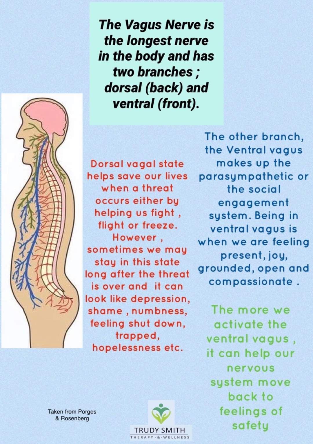 Vagus Nerve Branches