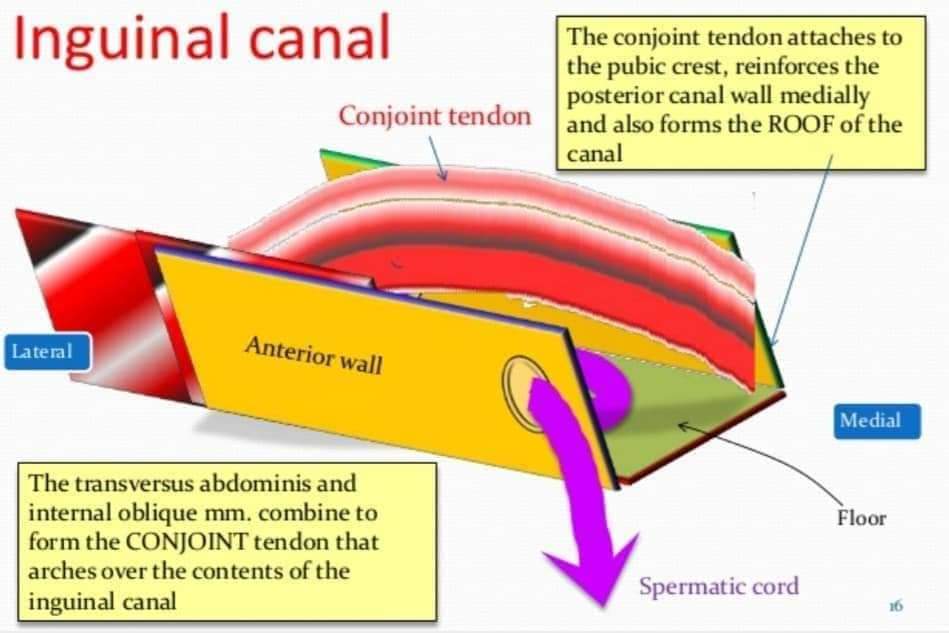 Inguinal Canal Borders Mnemonic