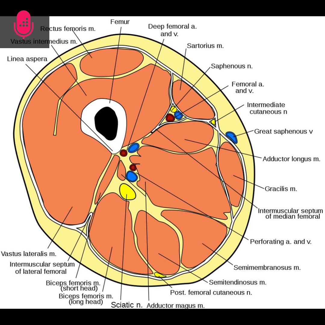 Compartment Syndrome Fasciotomy Ppt at James Velarde blog