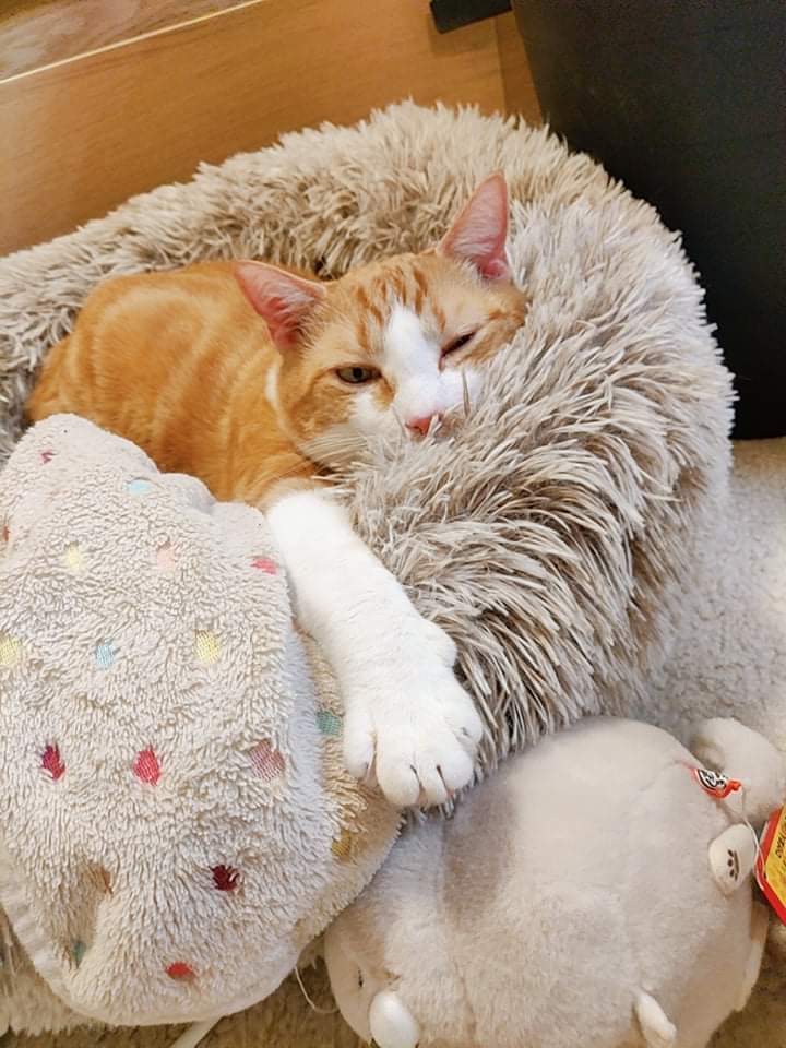 「Ringo says Good Night Sleep Tight 」|Greyのイラスト