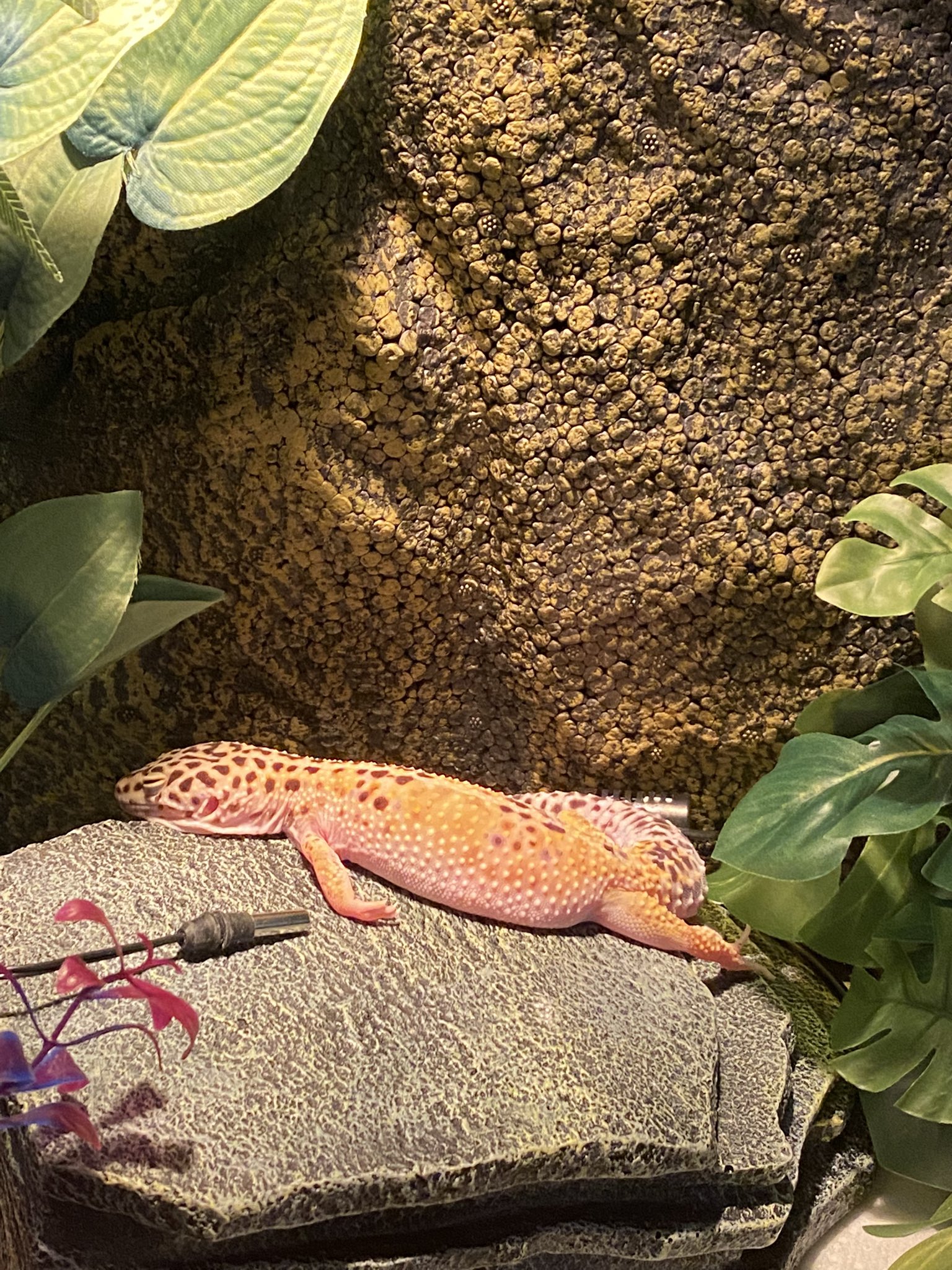 Leopard Gecko Sleeping