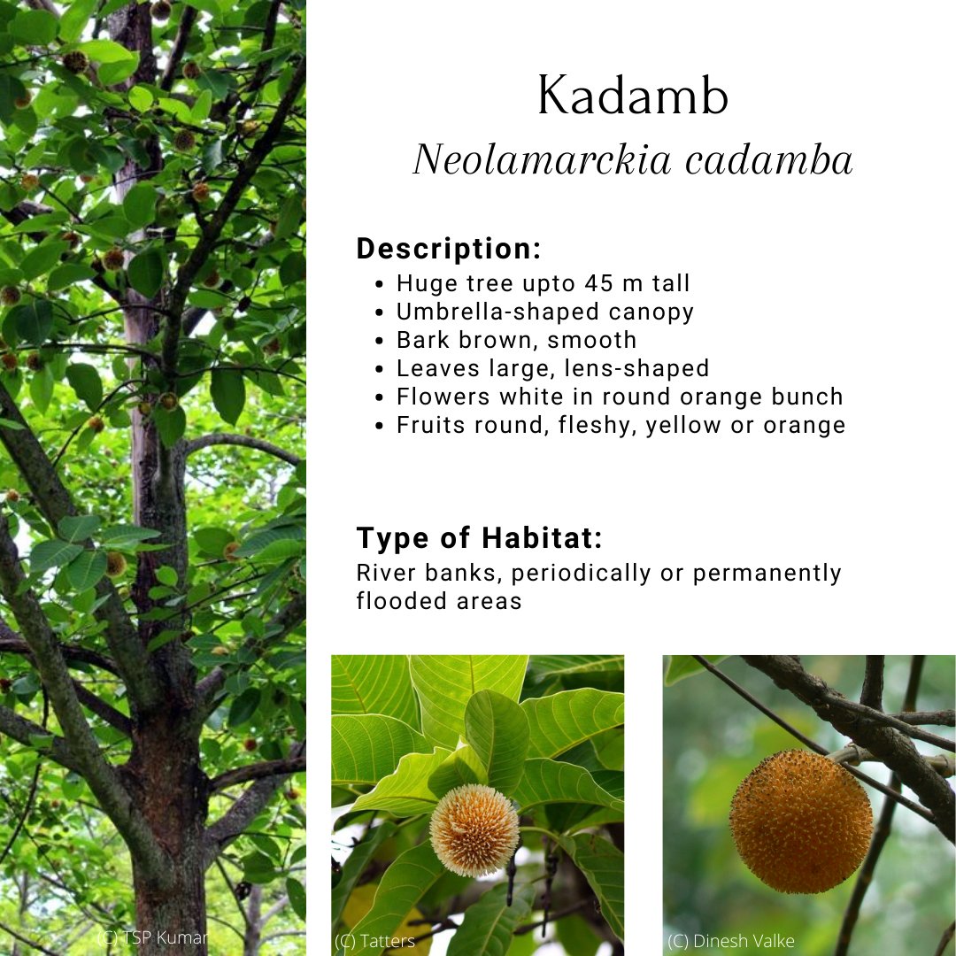 Kadamba Tree