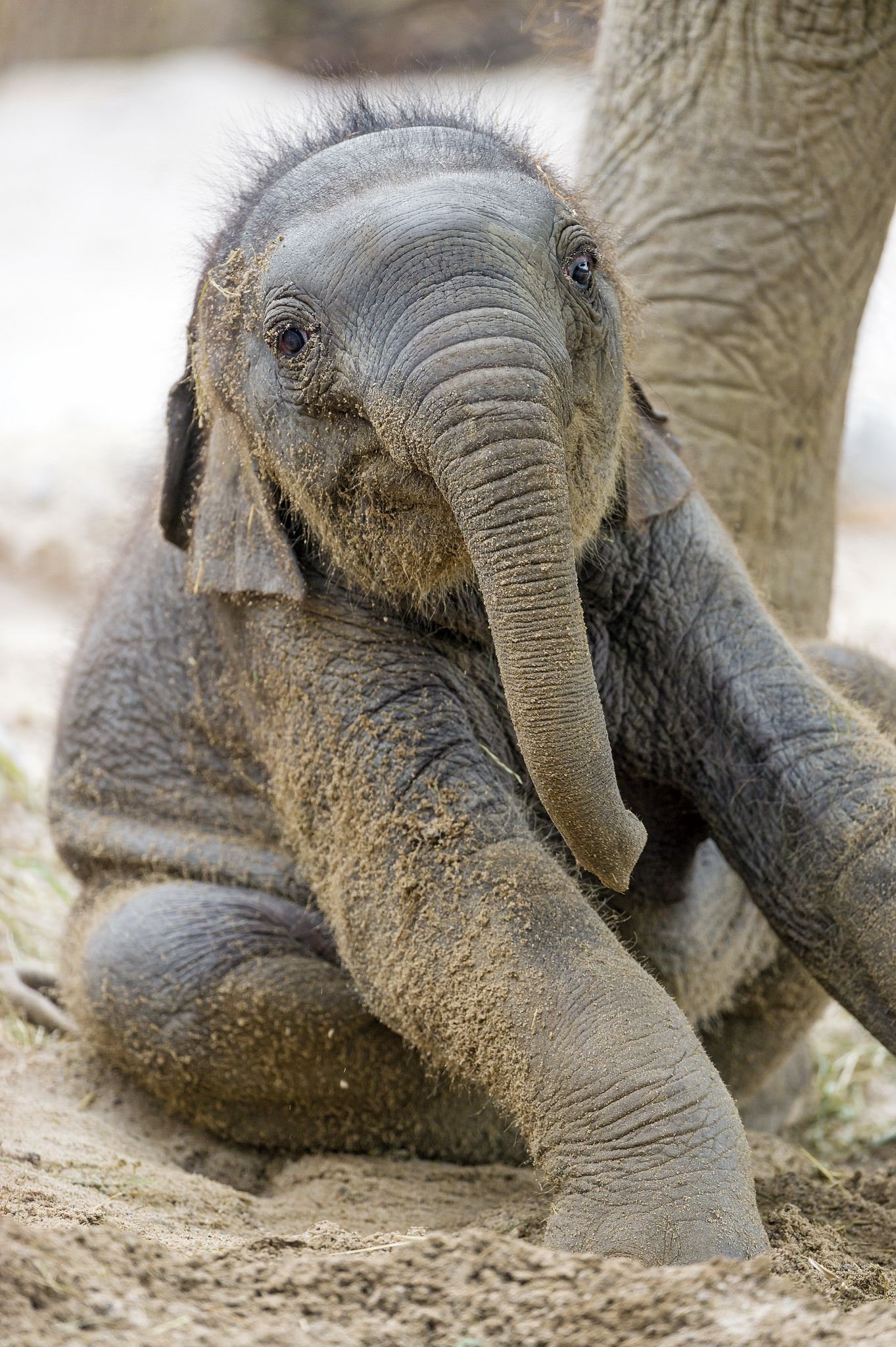 Newborn Pygmy Elephant