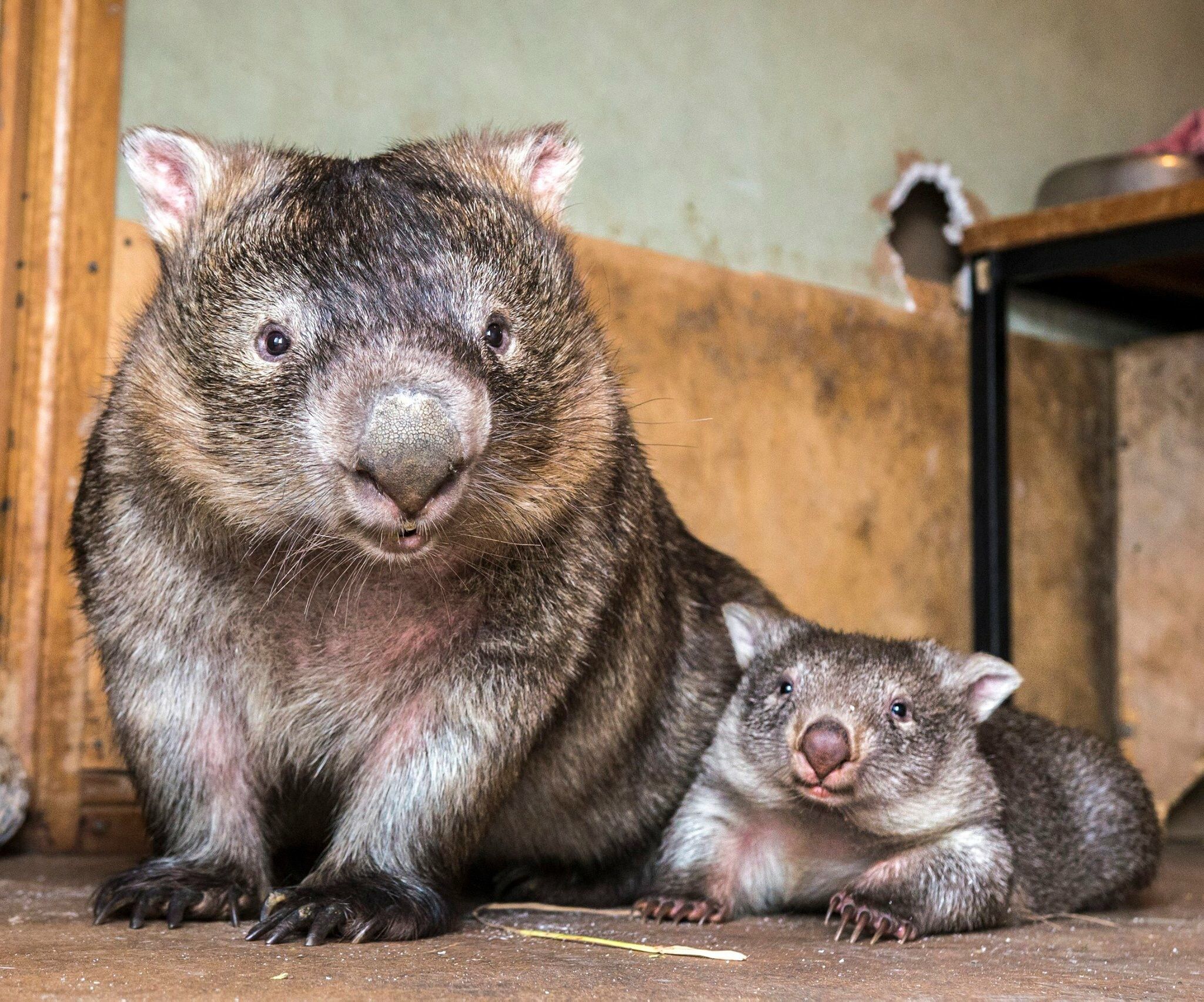 Wombat Newborn