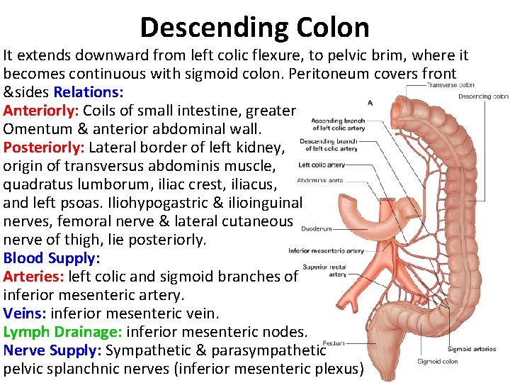 Sigmoid Colon Relations