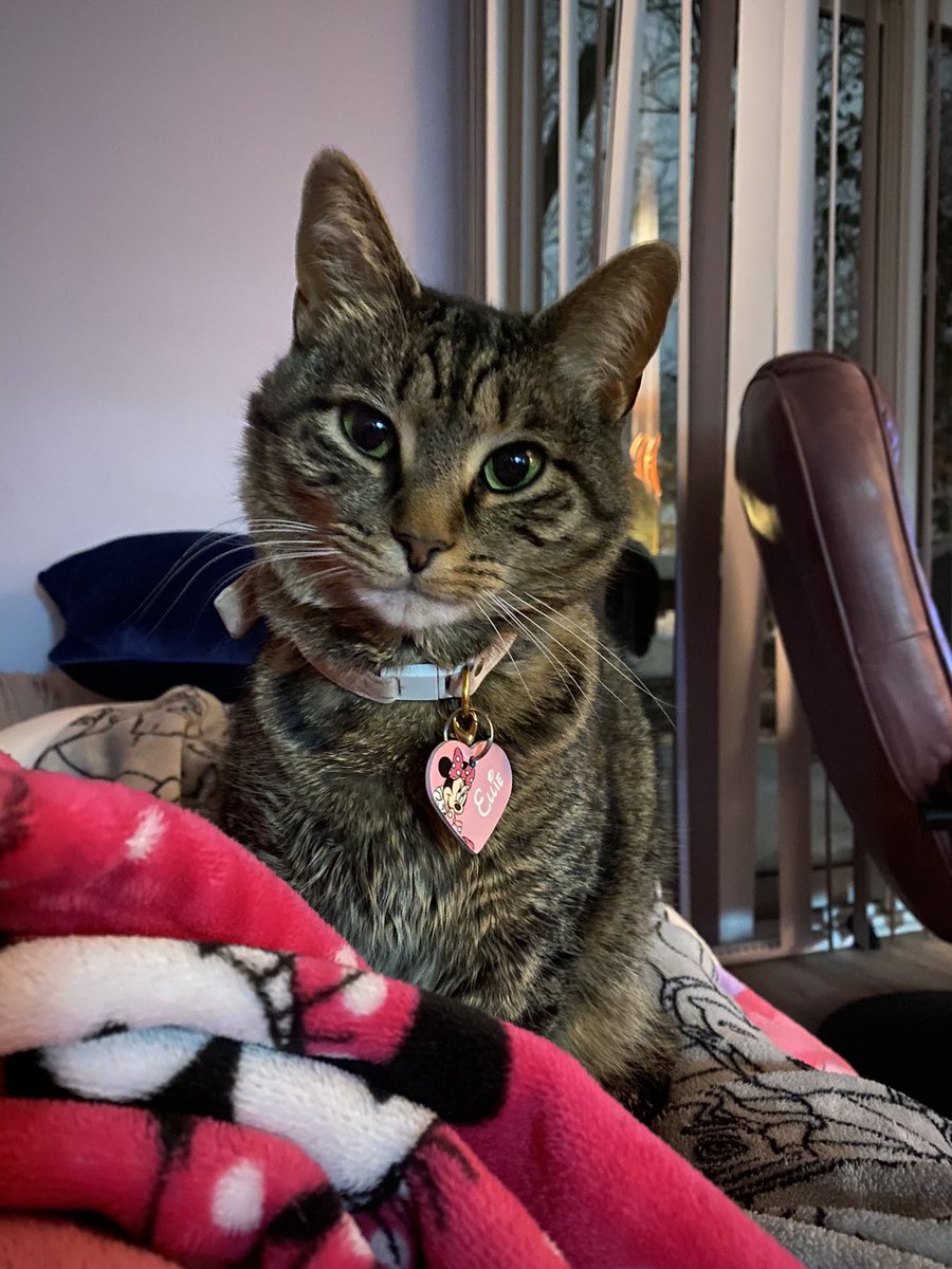 ellie kitty (@missellie_kitty) | Twitter