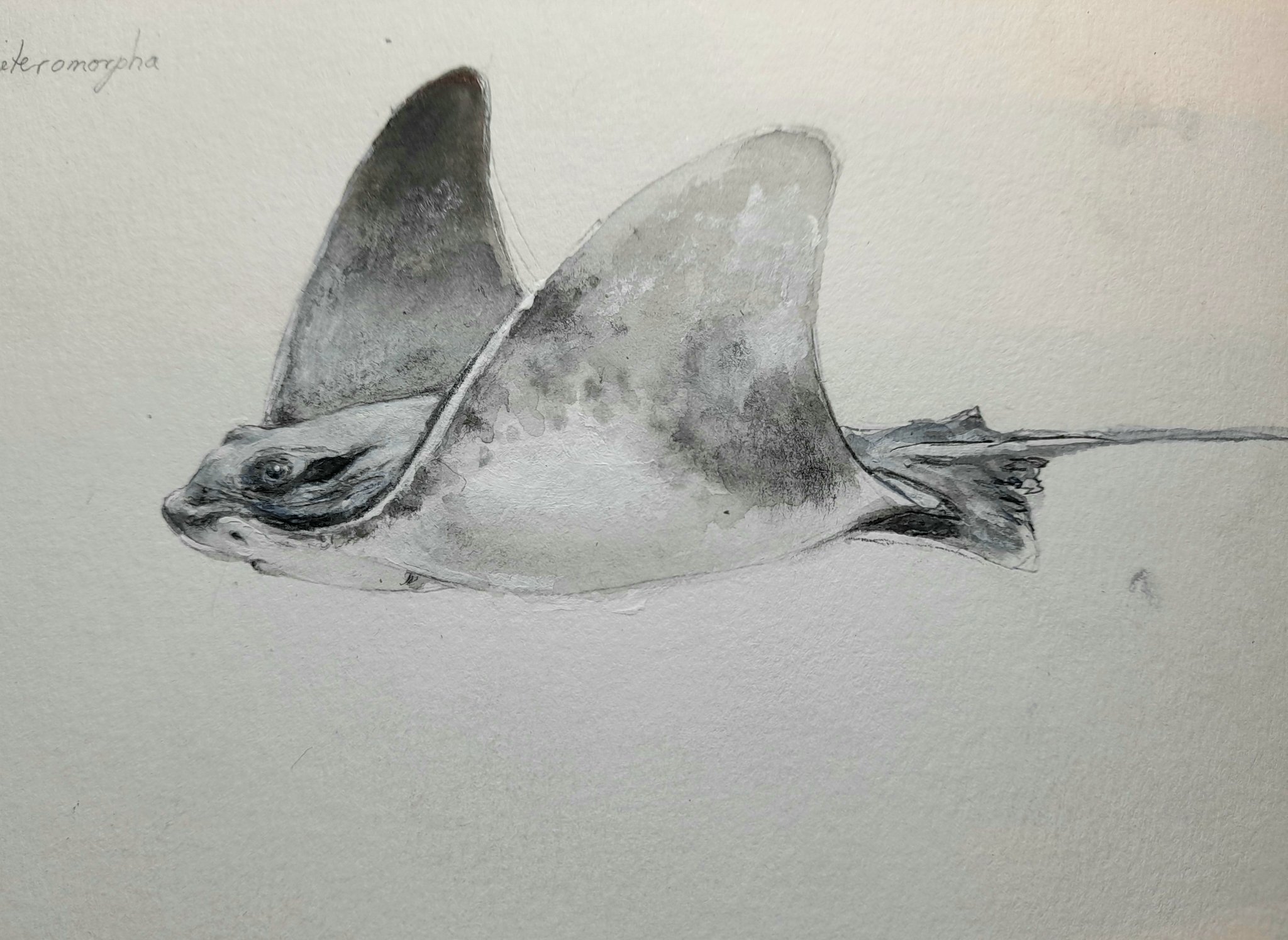 How To Draw A Realistic Stingray