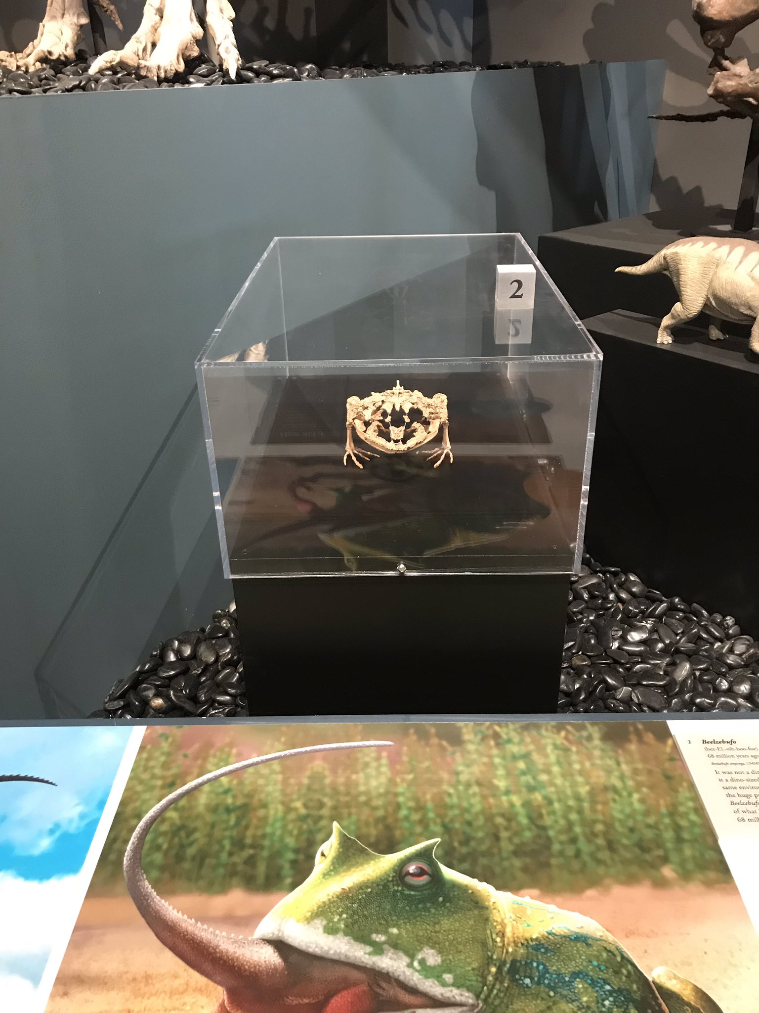 Beelzebufo Fossil