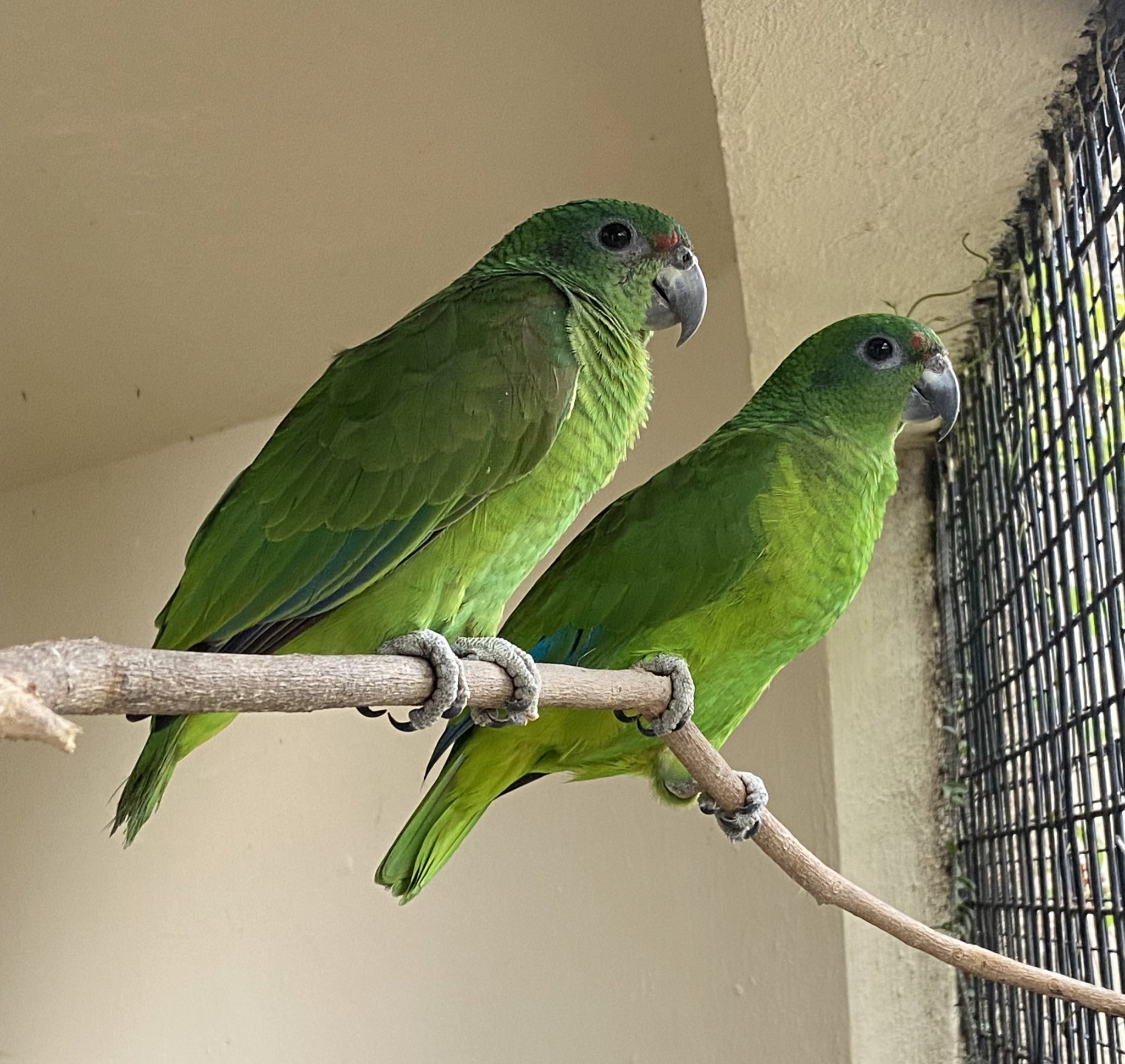 Jamacian Parrots At Petsmart